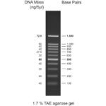 1Kb PLUS DNA ladder, 100-10Kb - Thistle Scientific