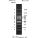 1Kb PLUS DNA ladder, 100-10Kb - Thistle Scientific