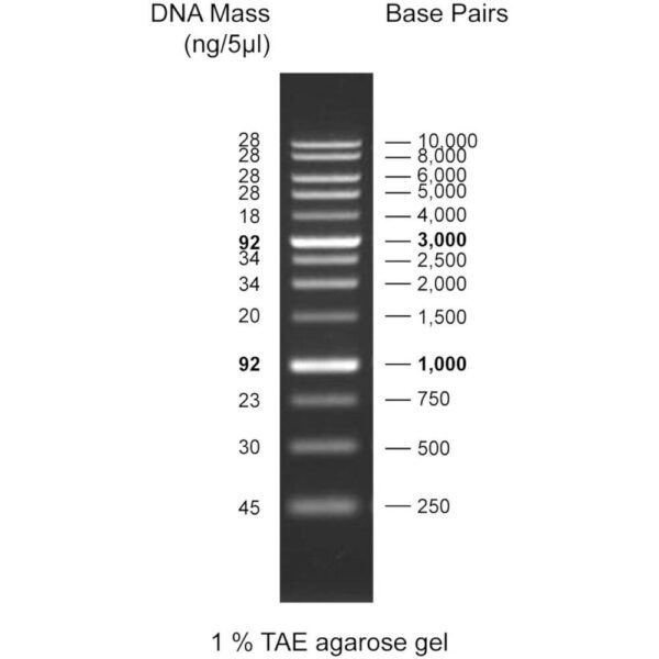 100bp DNA ladder, 100-1500bp - Thistle Scientific