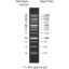 100bp DNA ladder, 100-1500bp - Thistle Scientific