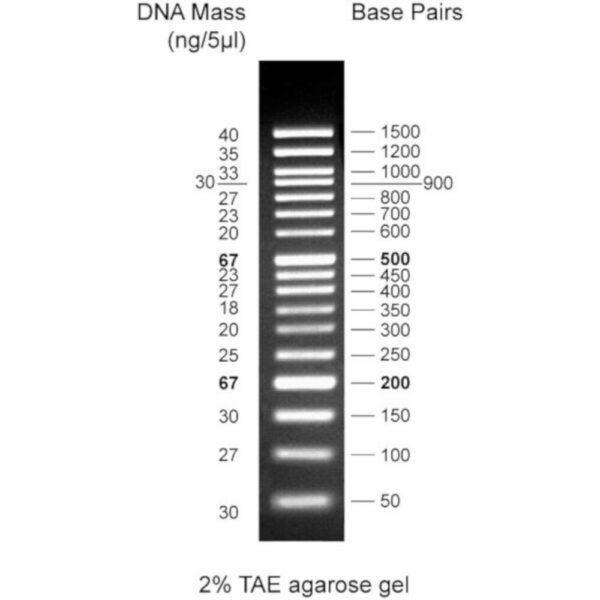 1Kb PLUS DNA ladder, 100-10Kb - Thistle Scientific