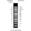 100bp DNA ladder, 100-1500bp - Thistle Scientific