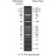 100bp DNA ladder, 100-1500bp - Thistle Scientific