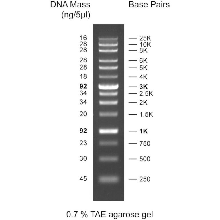 1Kb PLUS DNA ladder, 100-10Kb - Thistle Scientific